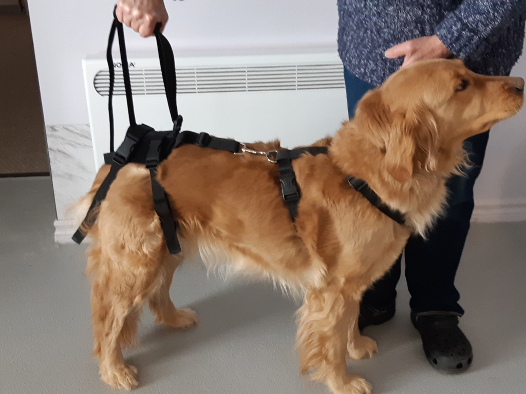 Supports – Canadian Animal Rehab Services
