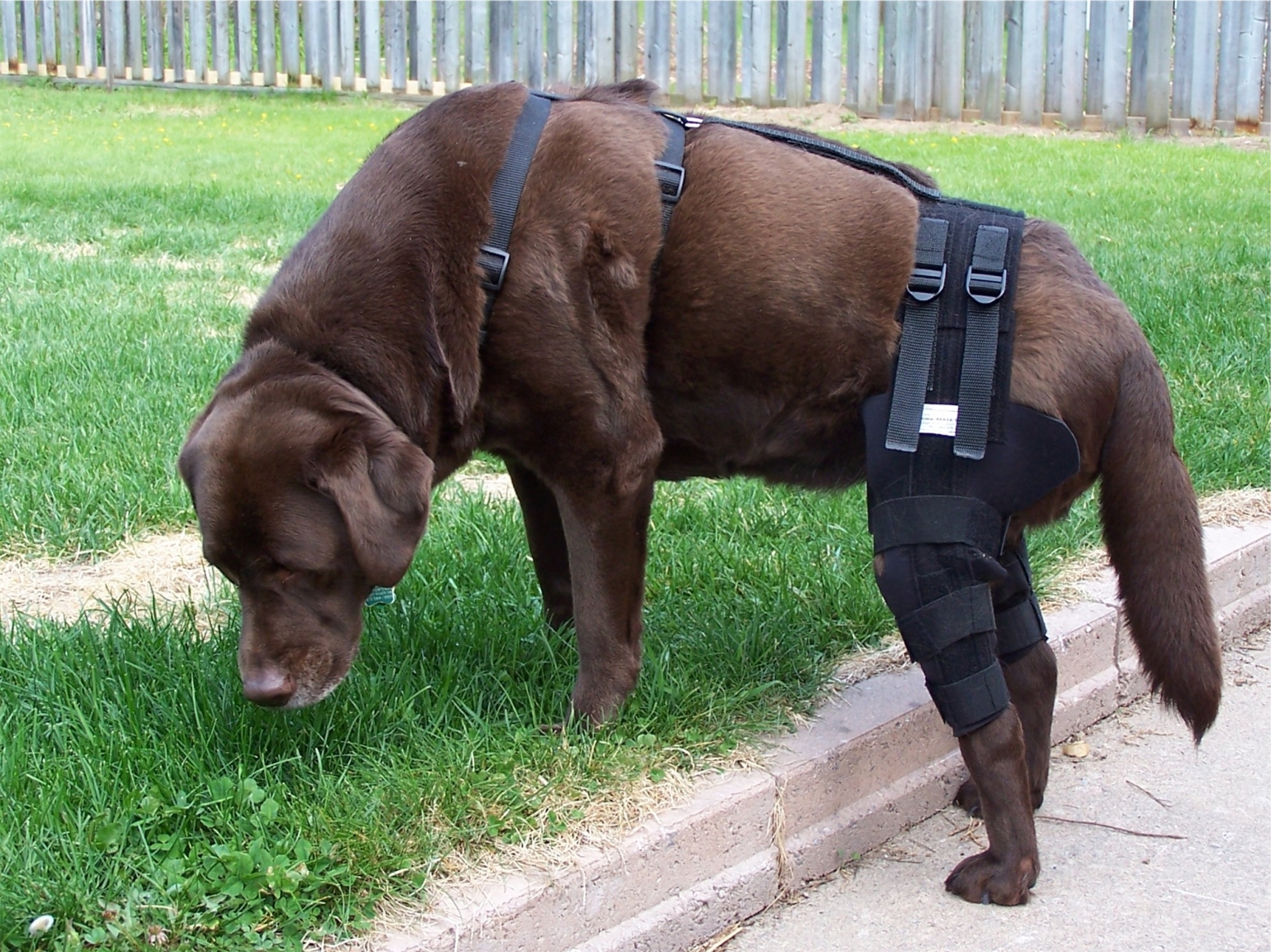 Braces - Canadian Animal Rehab Services