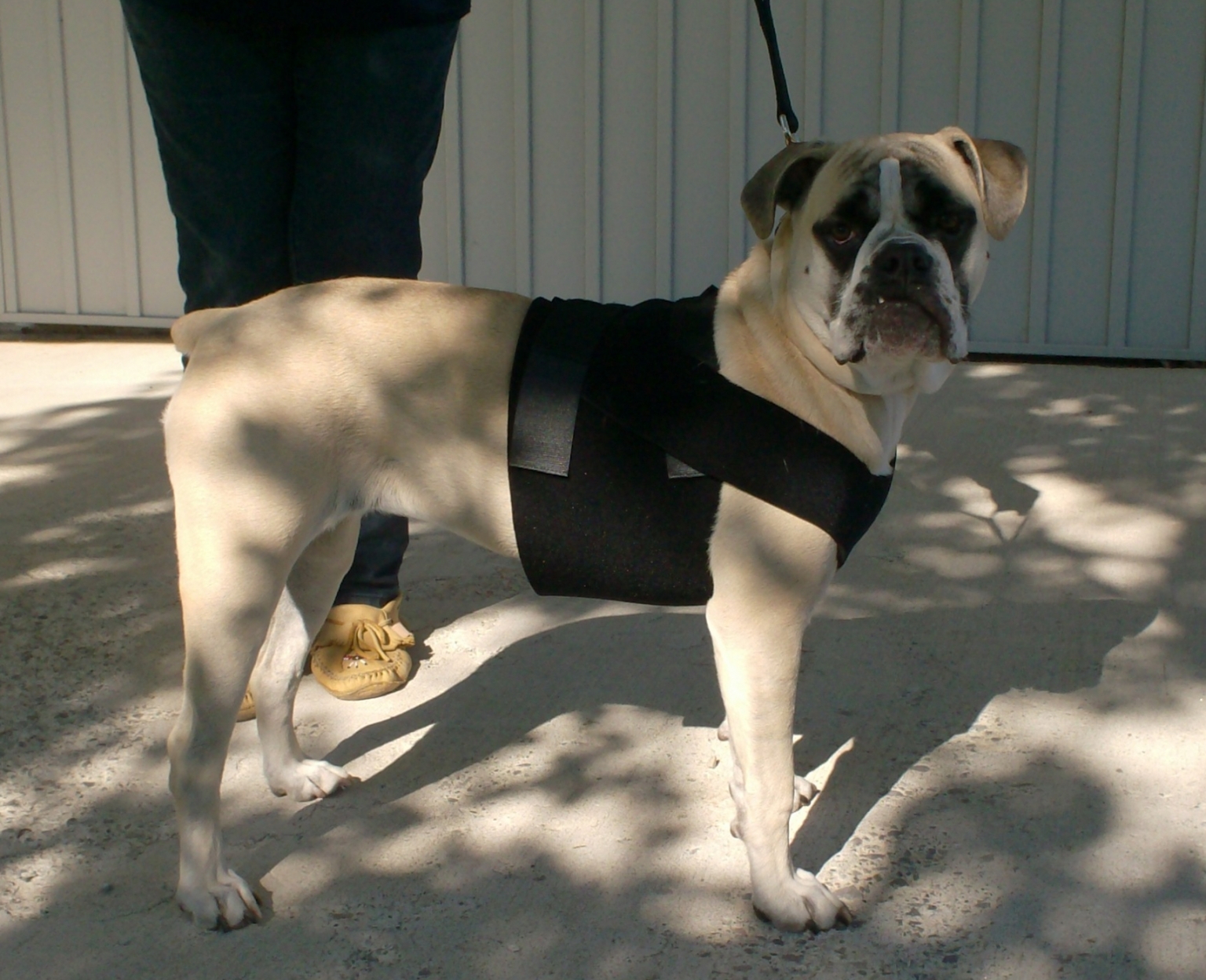 Supports – Canadian Animal Rehab Services