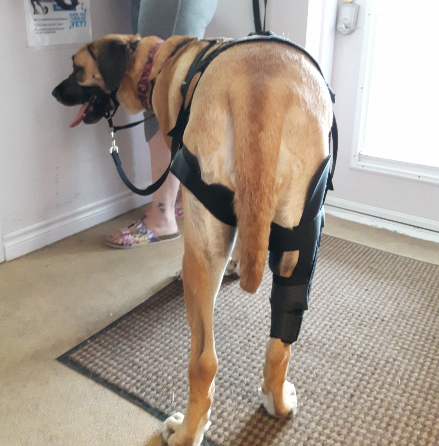 Braces - Canadian Animal Rehab Services